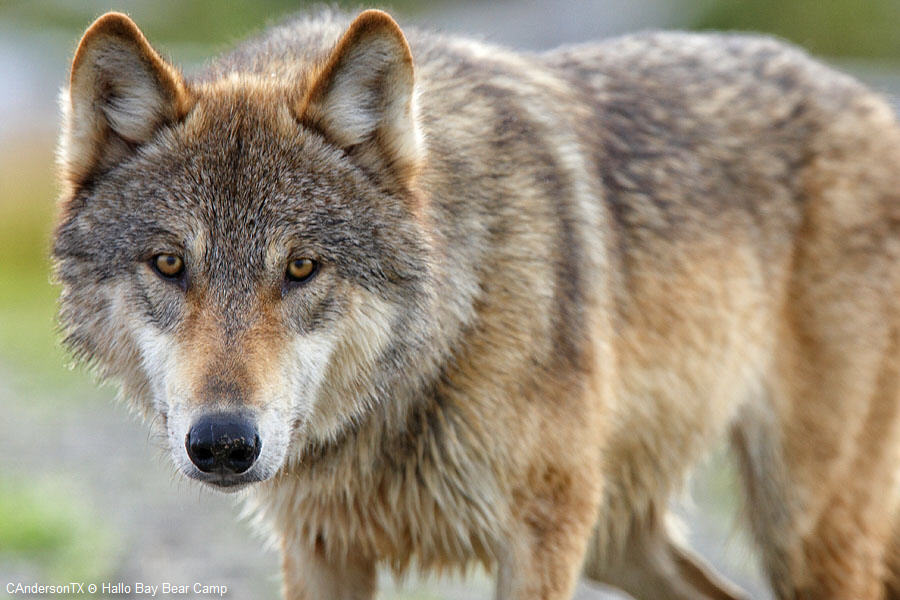Bears at Hallo Bay: Alaskan Wolf ©CAndersonTX