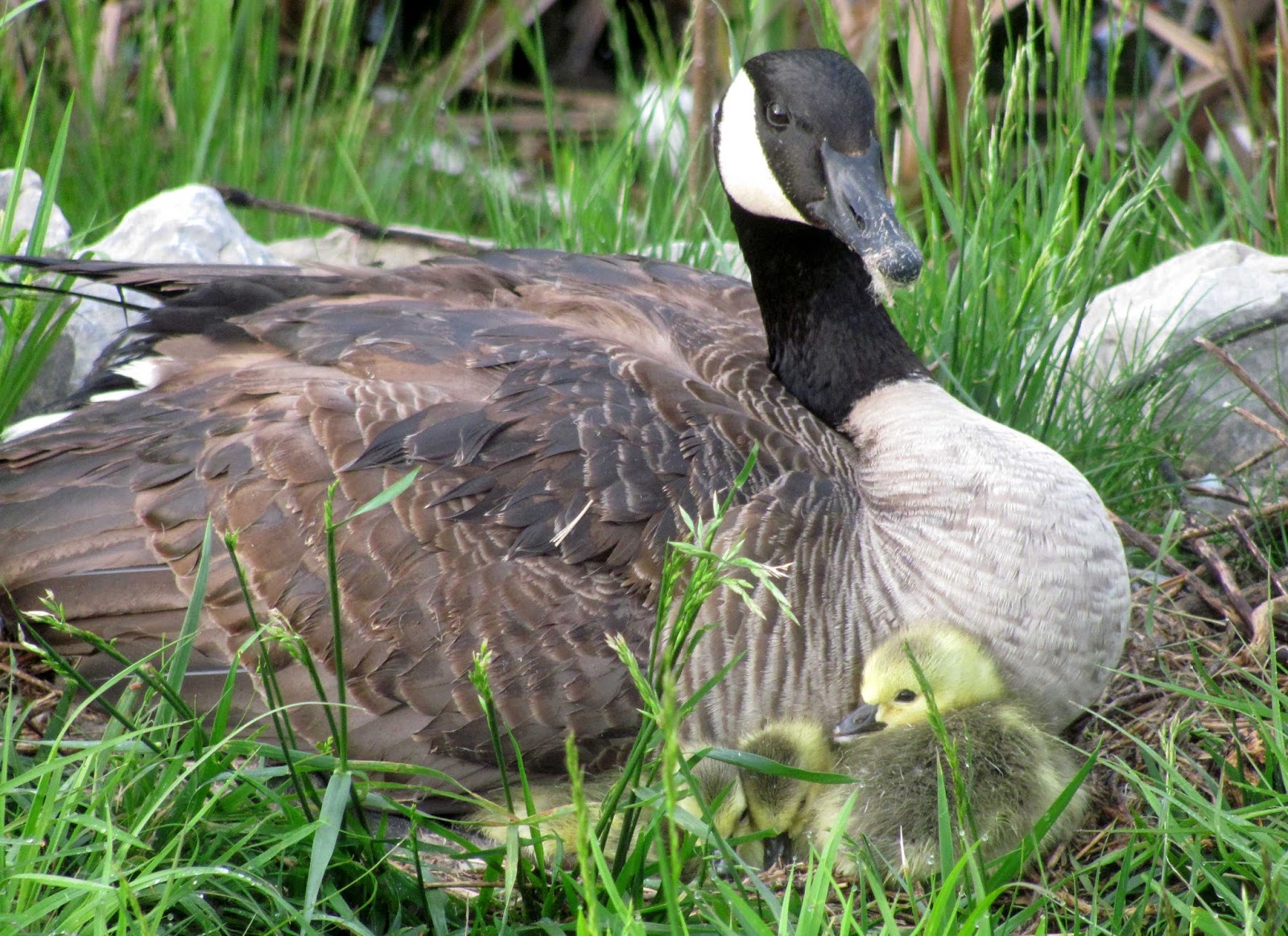 Speedway Daily Photo: Awww ... Urban Wildlife Watching