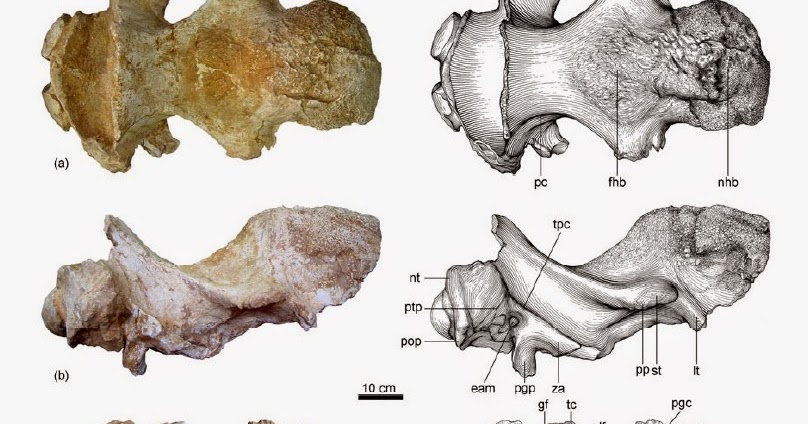 Sciency Thoughts: A tandem-horned Elasmothere Rhinoceros from the Late ...