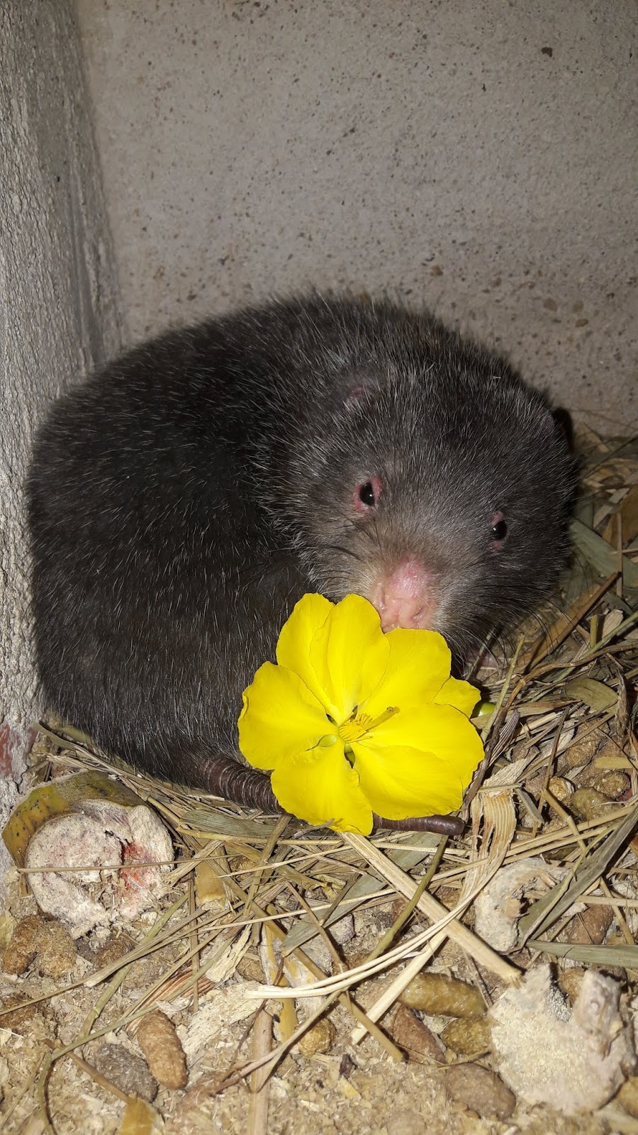 Blog về quá trình nuôi con dúi của Khoa Cao: Con Dúi Đón Tết 2019