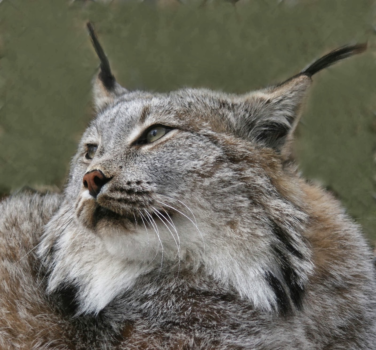 Windflower Farm Weekly: Elementa Part II, Porcupines, Lynxes and Foxes ...