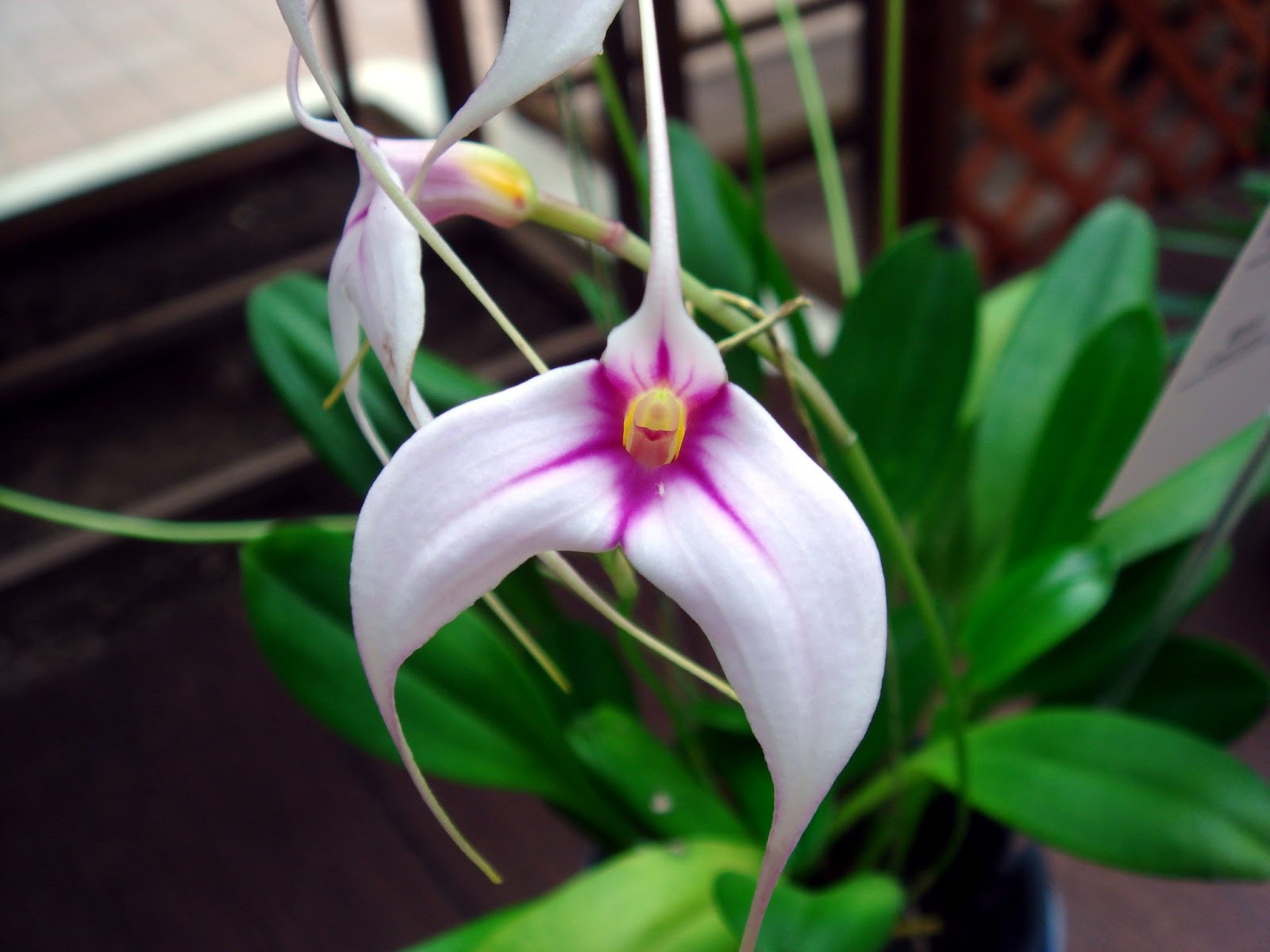 Masdevallia gilbertoi care and culture | Travaldo's blog