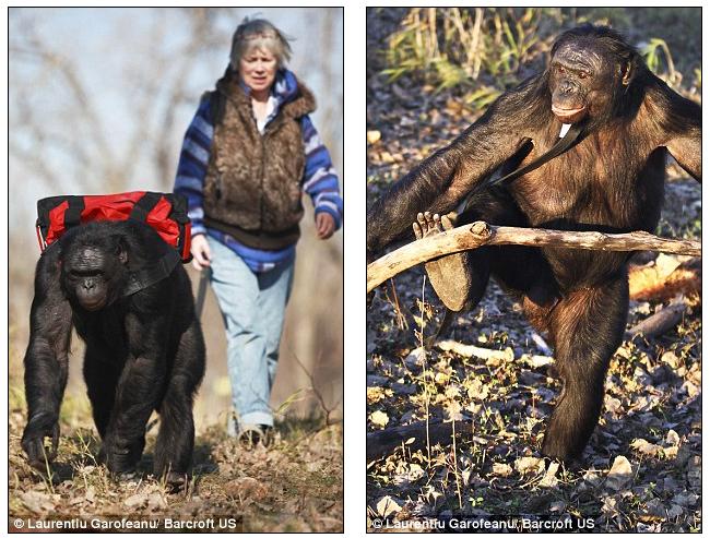 Putting the PAN in chimpanzee: Kanzi loves nothing more than a good fry ...
