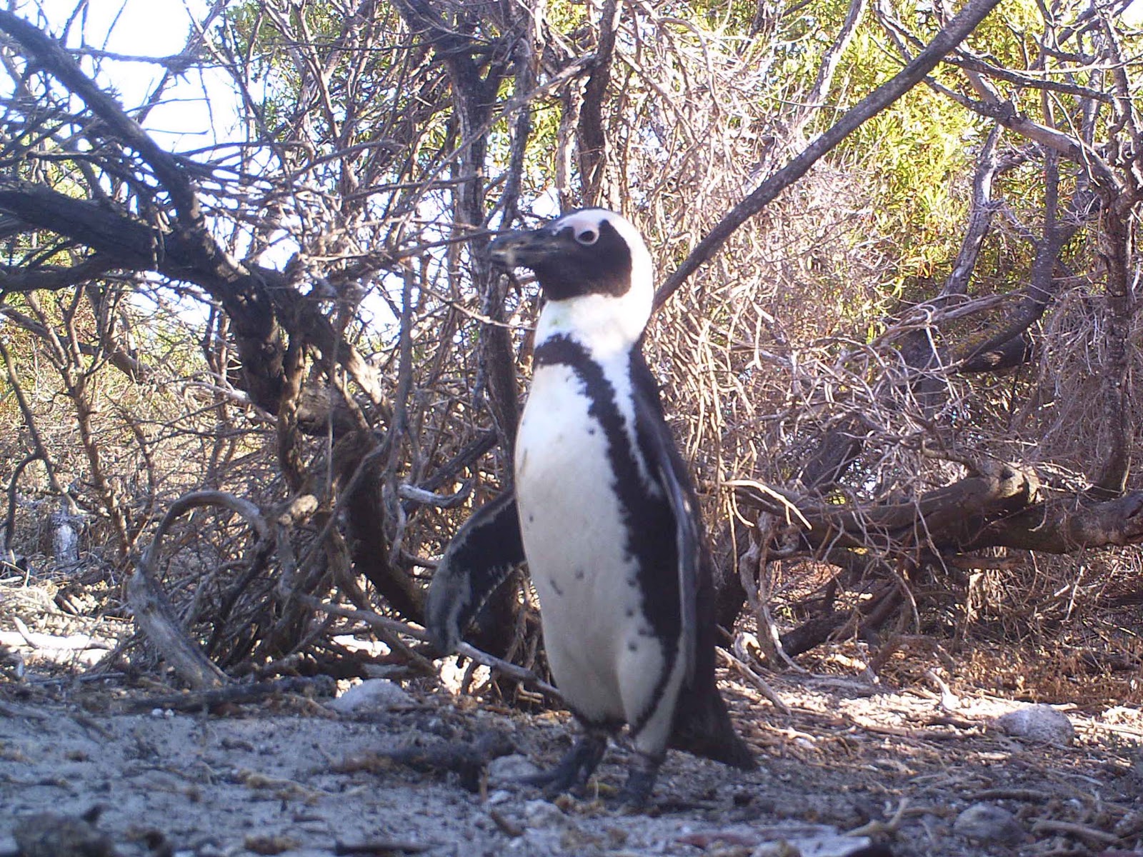BushCam Adventures: Who's Killing the Penguins?