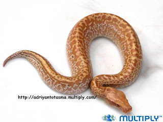 Blood Python - Dipong - Python curtus ~ Reptilers