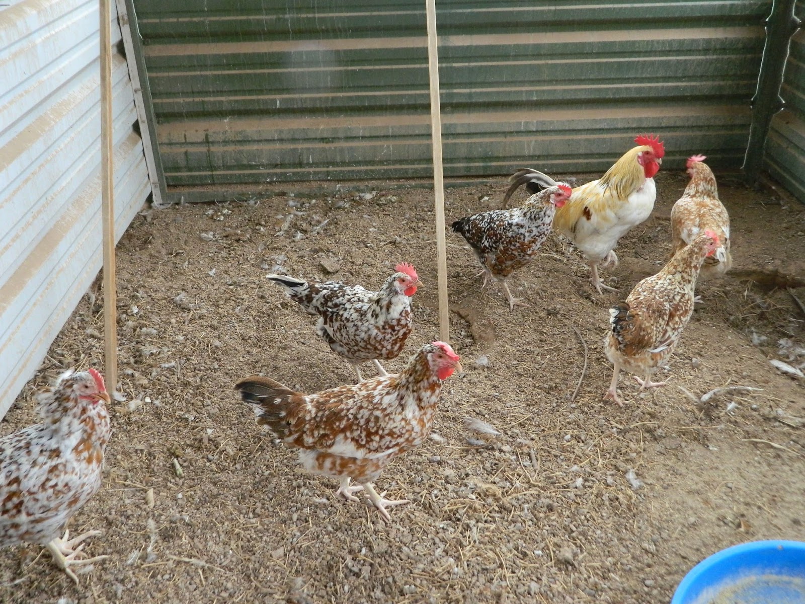 Aloha Chickens: Dun Project Update - Part 2