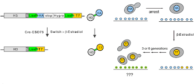 The Friedman Lab Chronicles: Patterns and Mechanisms of Ancestral ...