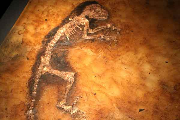 ASOCIACION ECOLOGISTA RIO MOCORETA: HALLAN FOSIL RARO de 20 millones de ...