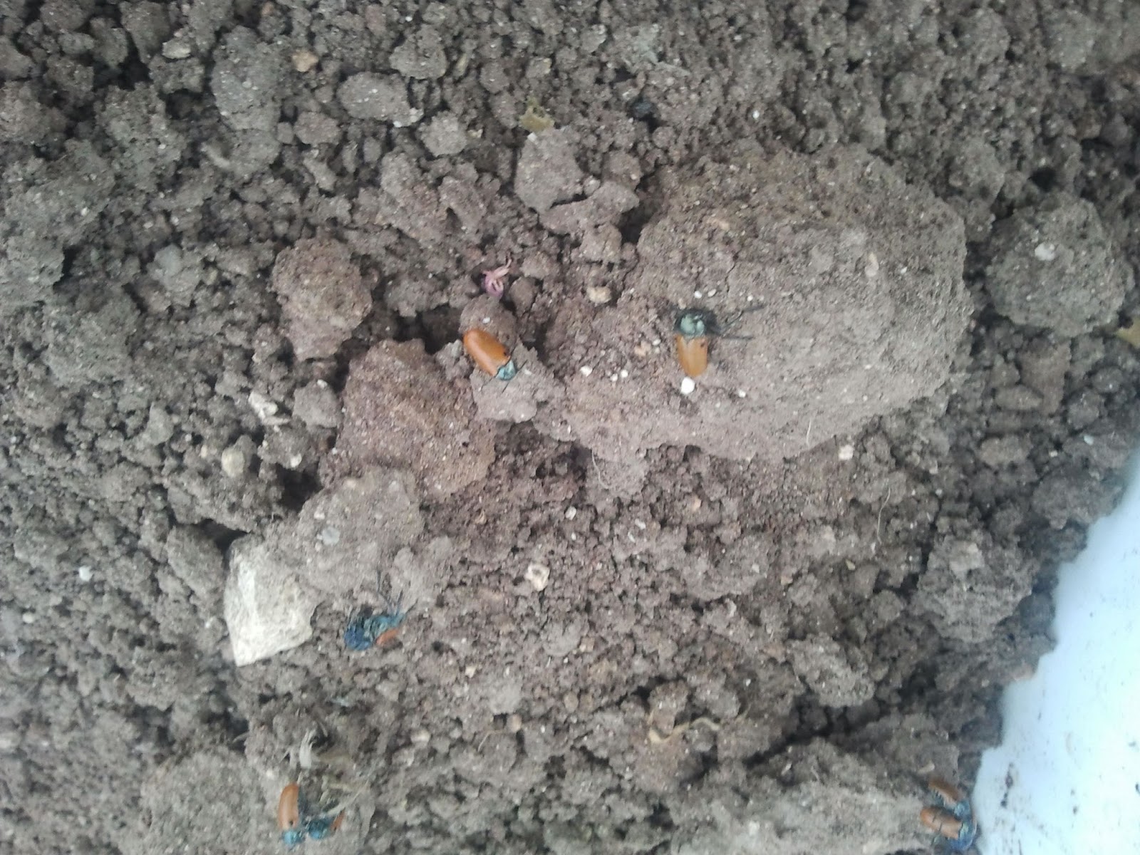 Fertibio: Plaga de coleópteros