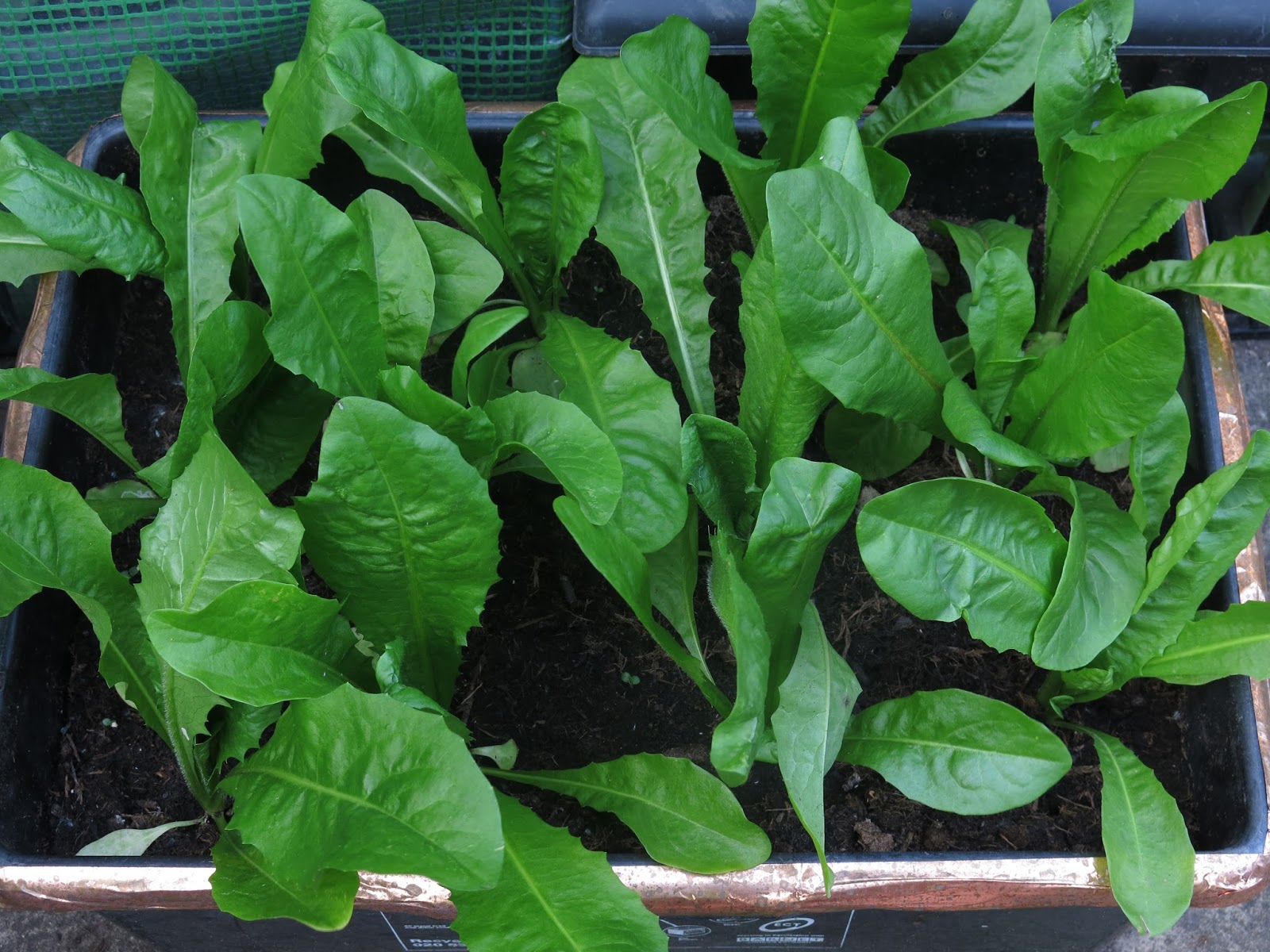 Gourmet Gardening: Chicory tips