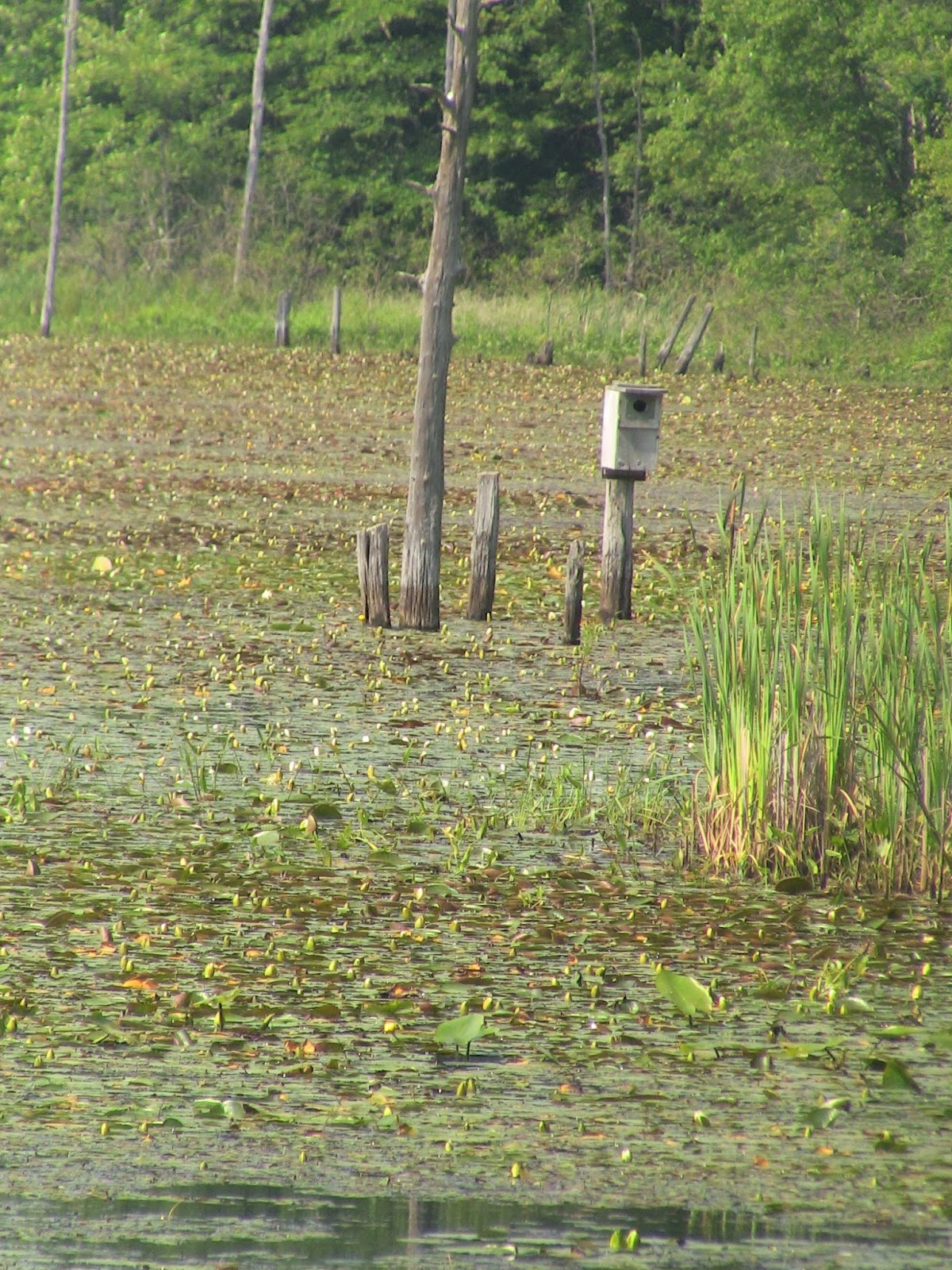 Hockomock Swamp - Alchetron, The Free Social Encyclopedia