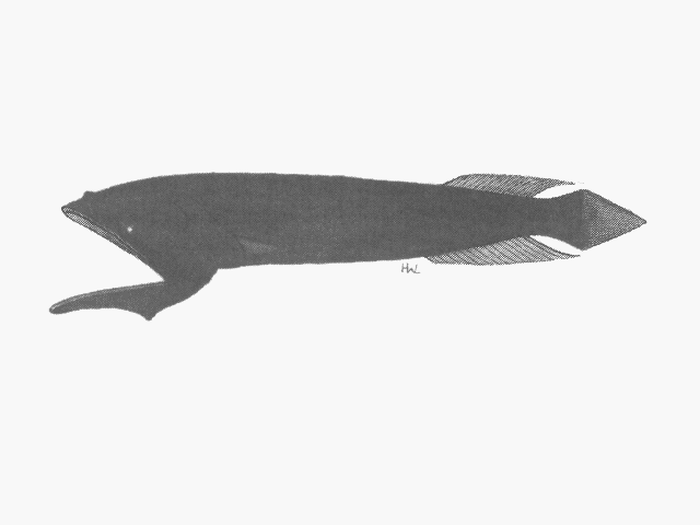 Artes de Pesca: ACTINOPTERYGII