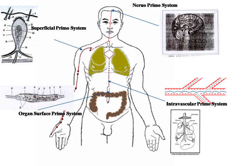 Primo Vascular System ~ Health and Fitness