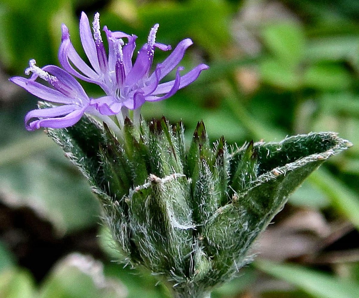 Ramuan Herbal: Tapak Liman (Elephantopus scaber L.)