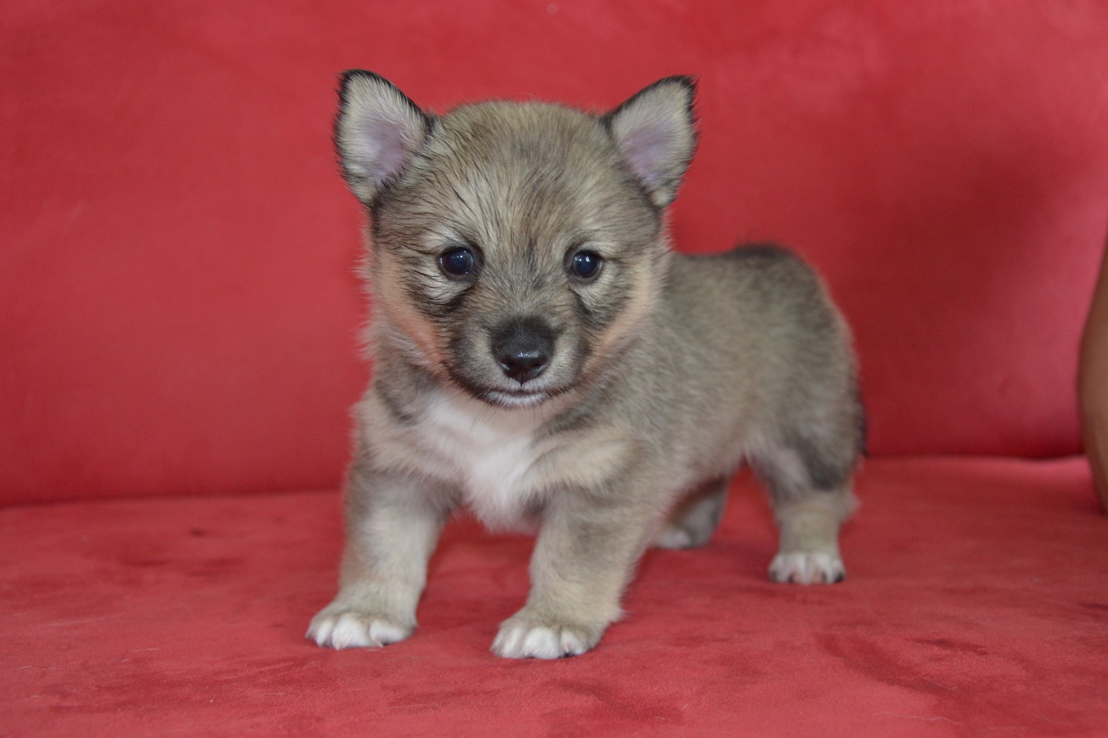 Keltaruusun länsigöötanmaan pystykorvat