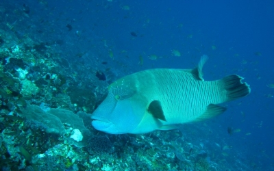 Komodo Island Wallpaper Komodo Hd Island Wallpapers ~ Hd Wallpapers ...