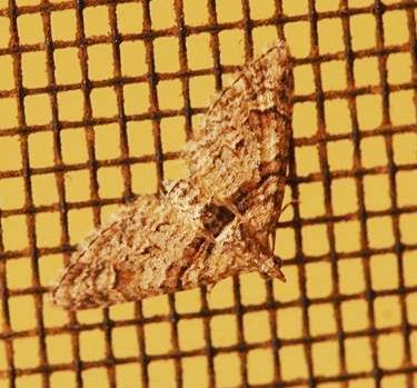 The Nature of Robertson: Privets and Hay Fever