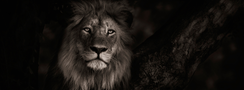 Lion Facebook Covers - Học tiếng nhật, java và mọi thứ