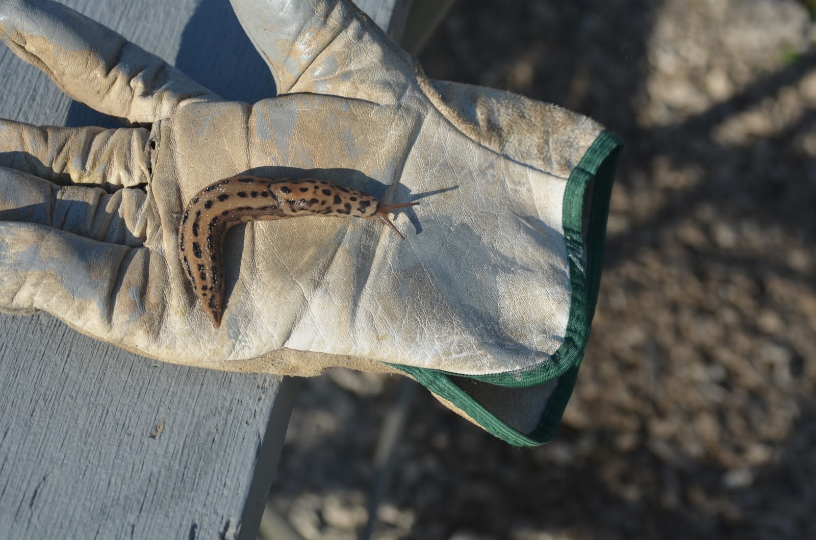 Roche Fleurie Garden: A "maximus" we could do without