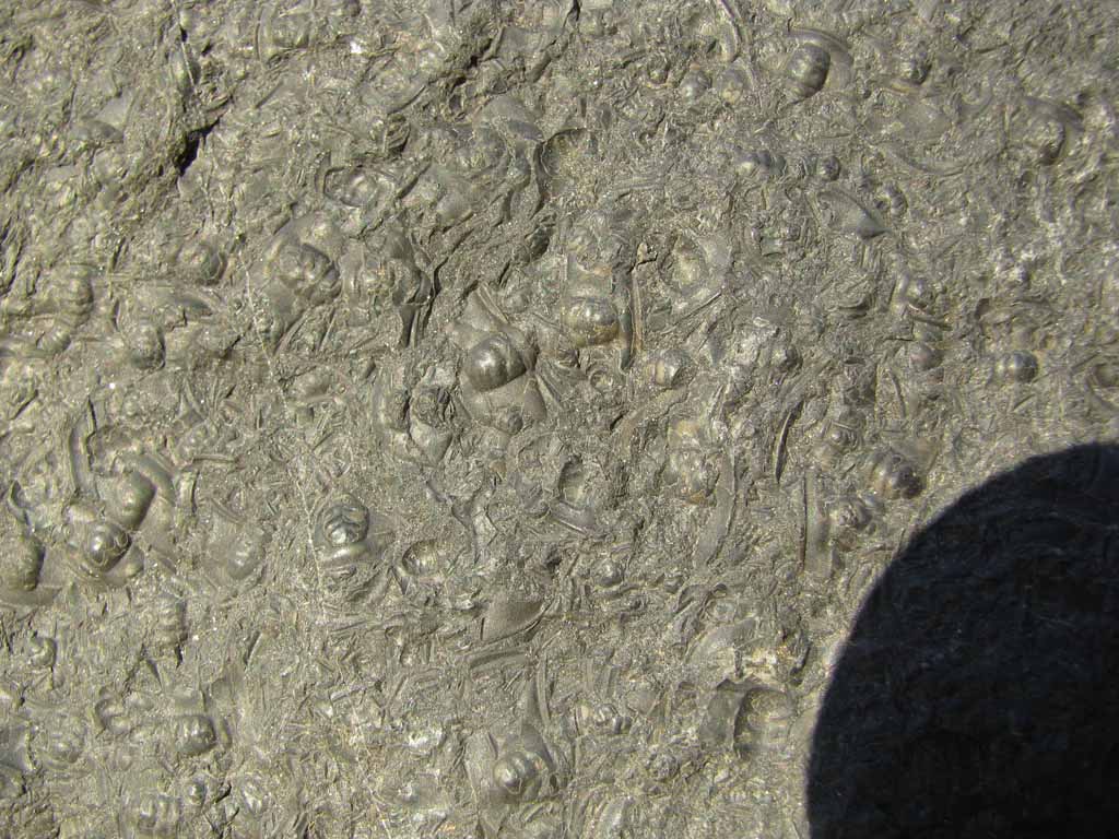 Views of the Mahantango: Olenus & Ctenocephalus Trilobites from Sweden