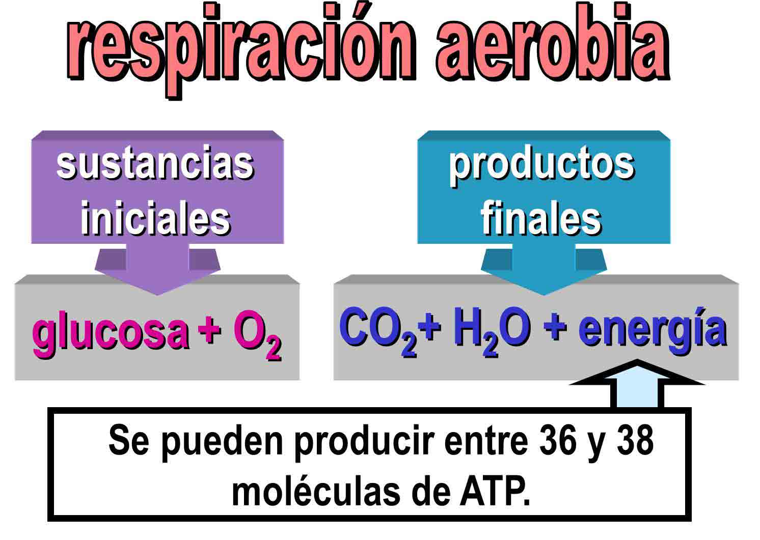 Respiración Anaerobia