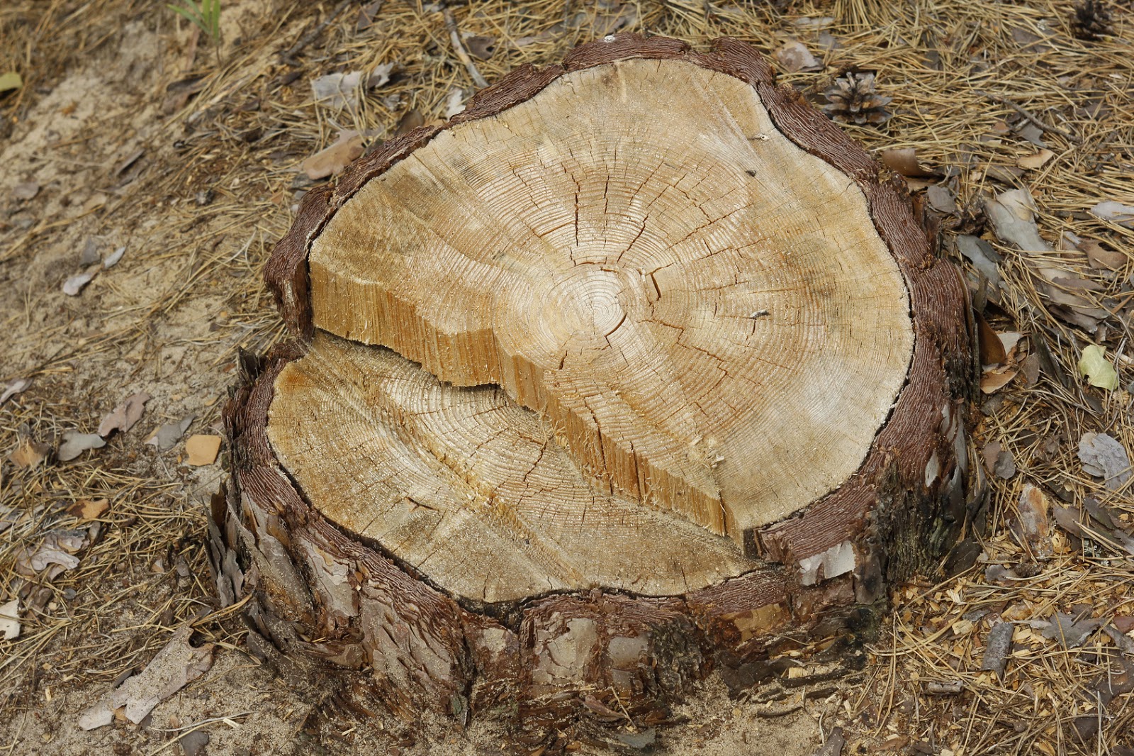 The AUSSiE Info Different Aspects Of The Stump Removal Process the-aussie-info-different-aspects-of-the-stump-removal-process