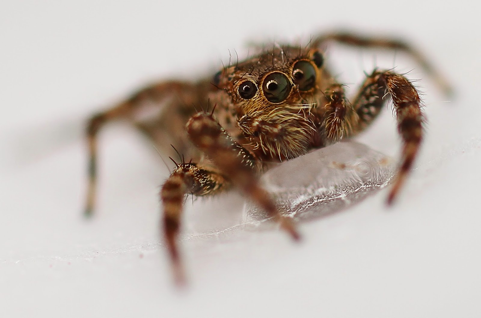 News from Coquette Point