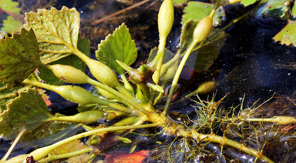 Roots And Their Modifications Study Of Plant roots-and-their-modifications-study-of-plant