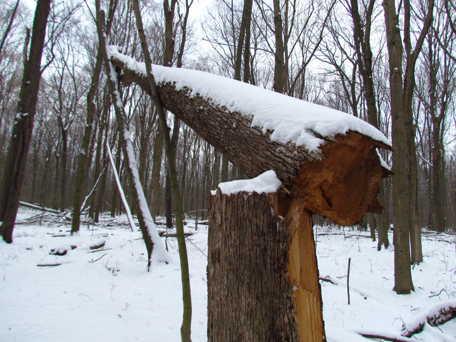 The Oakland Press Blogs: Earth's Almanac: Timberland Swamp Trees ...