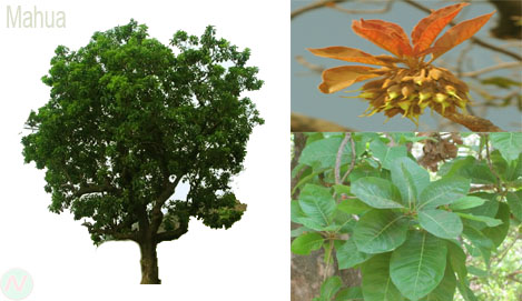 Tree & Plant Species Names & Images | Necessary Vocabulary - Necessary ...