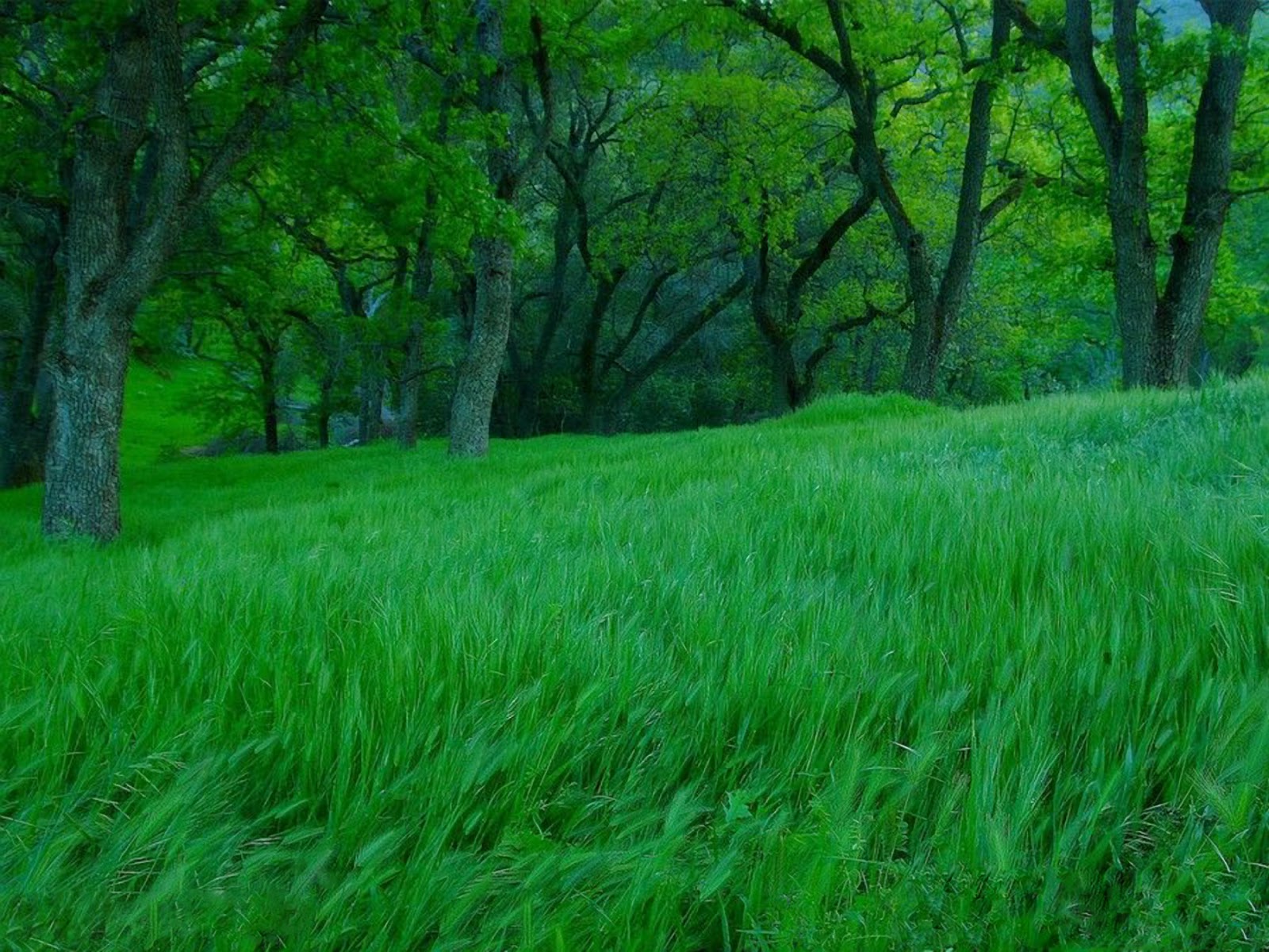 Green Field Wallpapers HD Desktop | Bimages.Net - Free Full HD Desktop ...