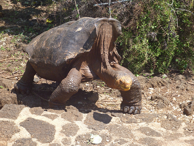 The Adventures of S/V Silhouette: Visit to Charles Darwin Research Station
