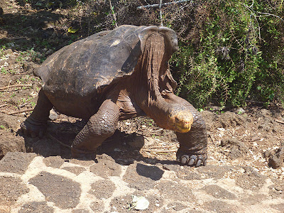 The Adventures of S/V Silhouette: Visit to Charles Darwin Research Station
