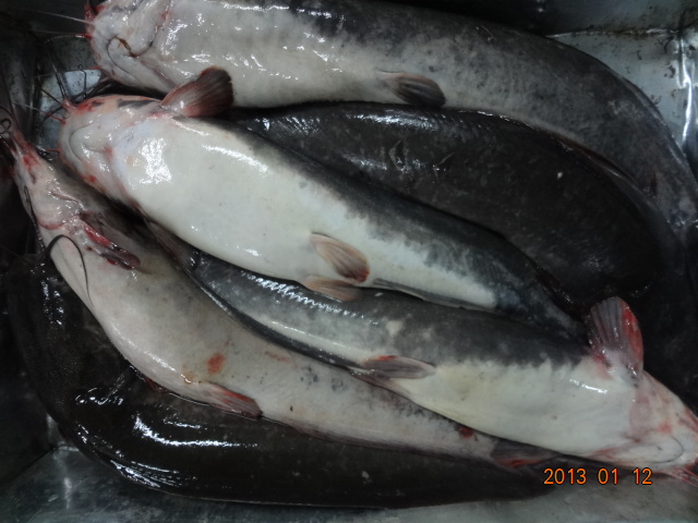 Butterworth Seafoods: CATFISH - CHINA ORIGIN
