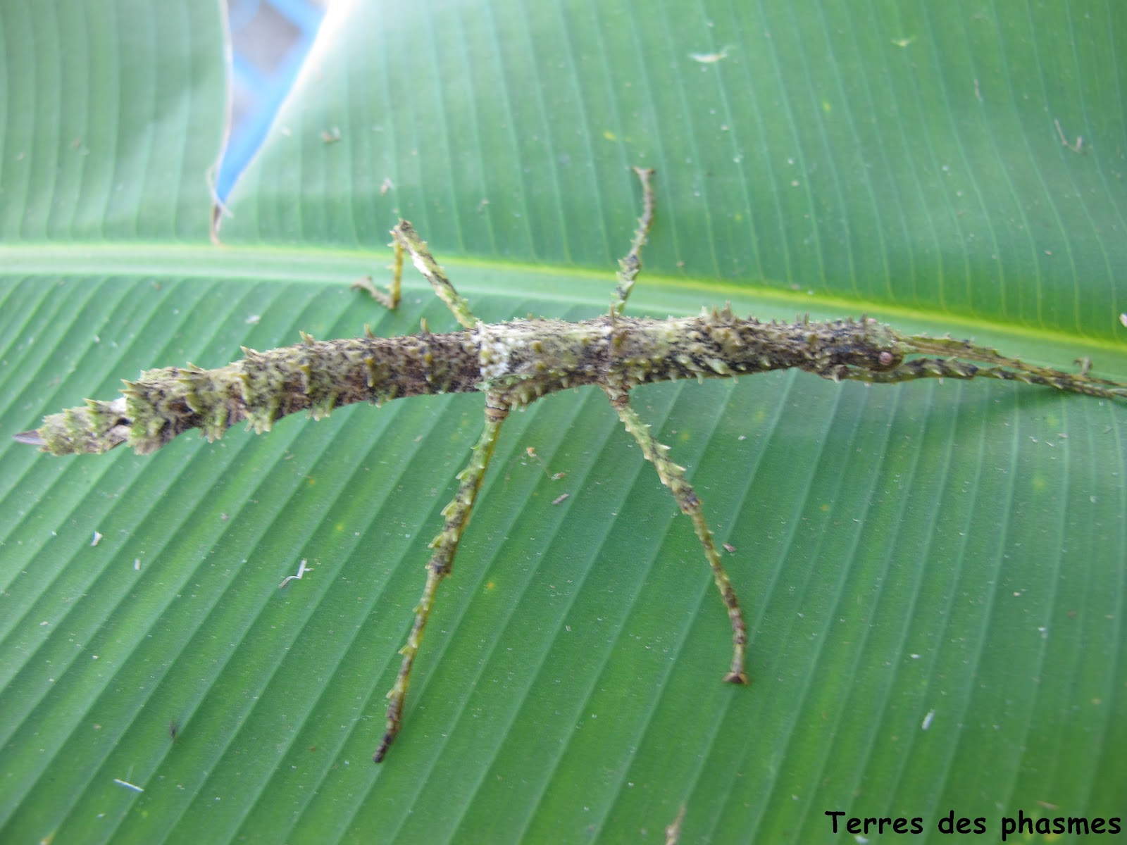 Terres des phasmes: Lamponius guerini