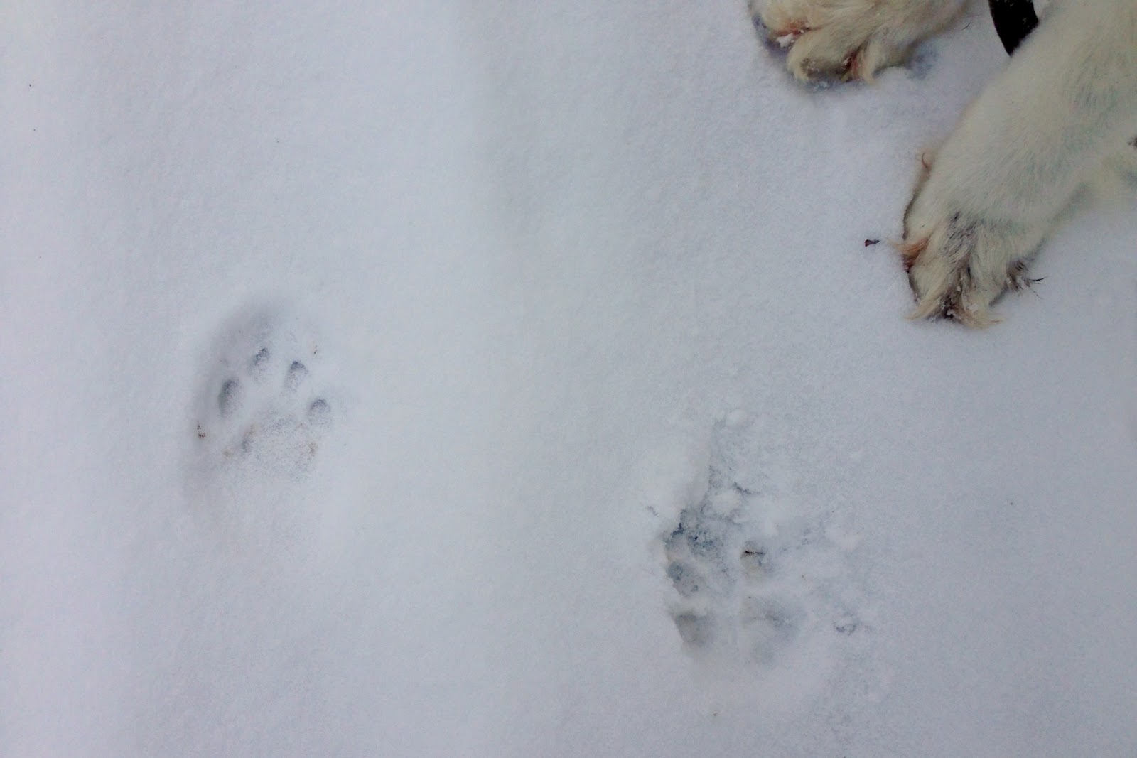 Saue küla MTÜ: Ilves murrab!