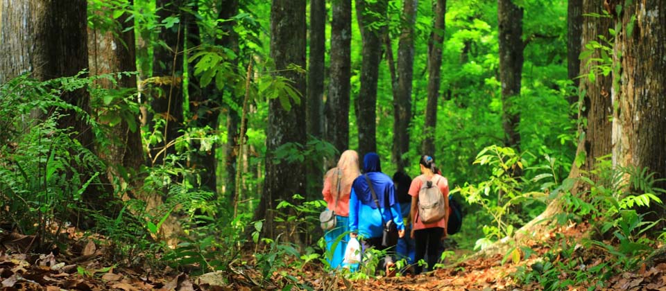 Yuk! Datang ke 3 Objek Wisata Hutan Terpopuler Di Lombok | √ TERMURAH ...