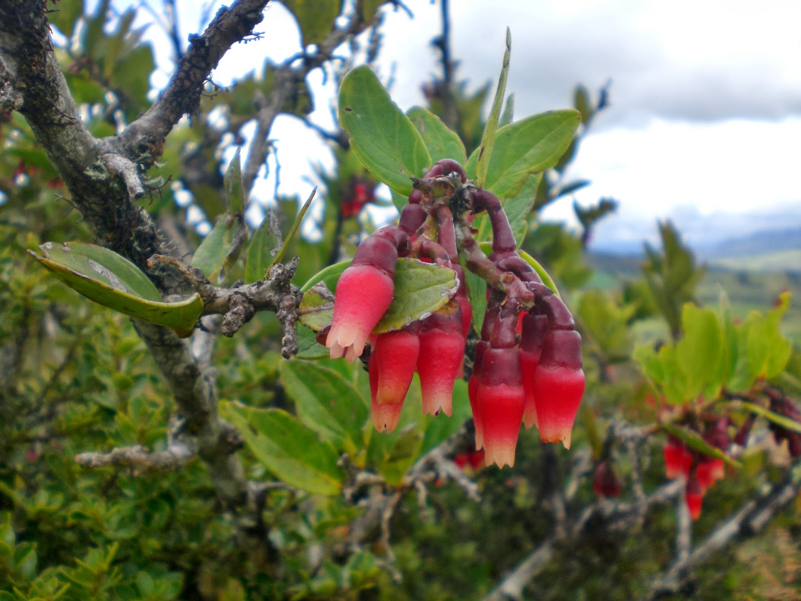 Macleania rupestris | Flores colombia