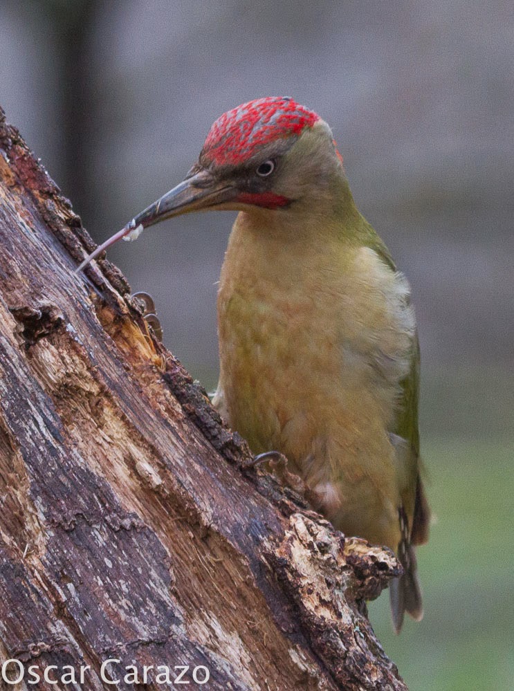 AVESANTURTZI: PITO REAL