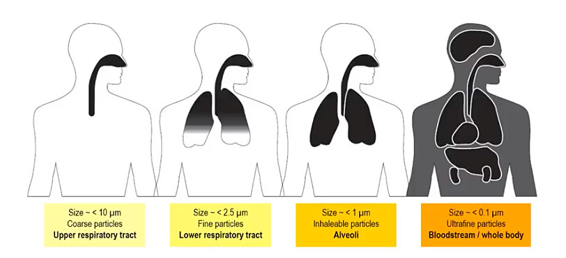 Daily Dose of Air Pollution: Infograph - Penetration of Particulate ...