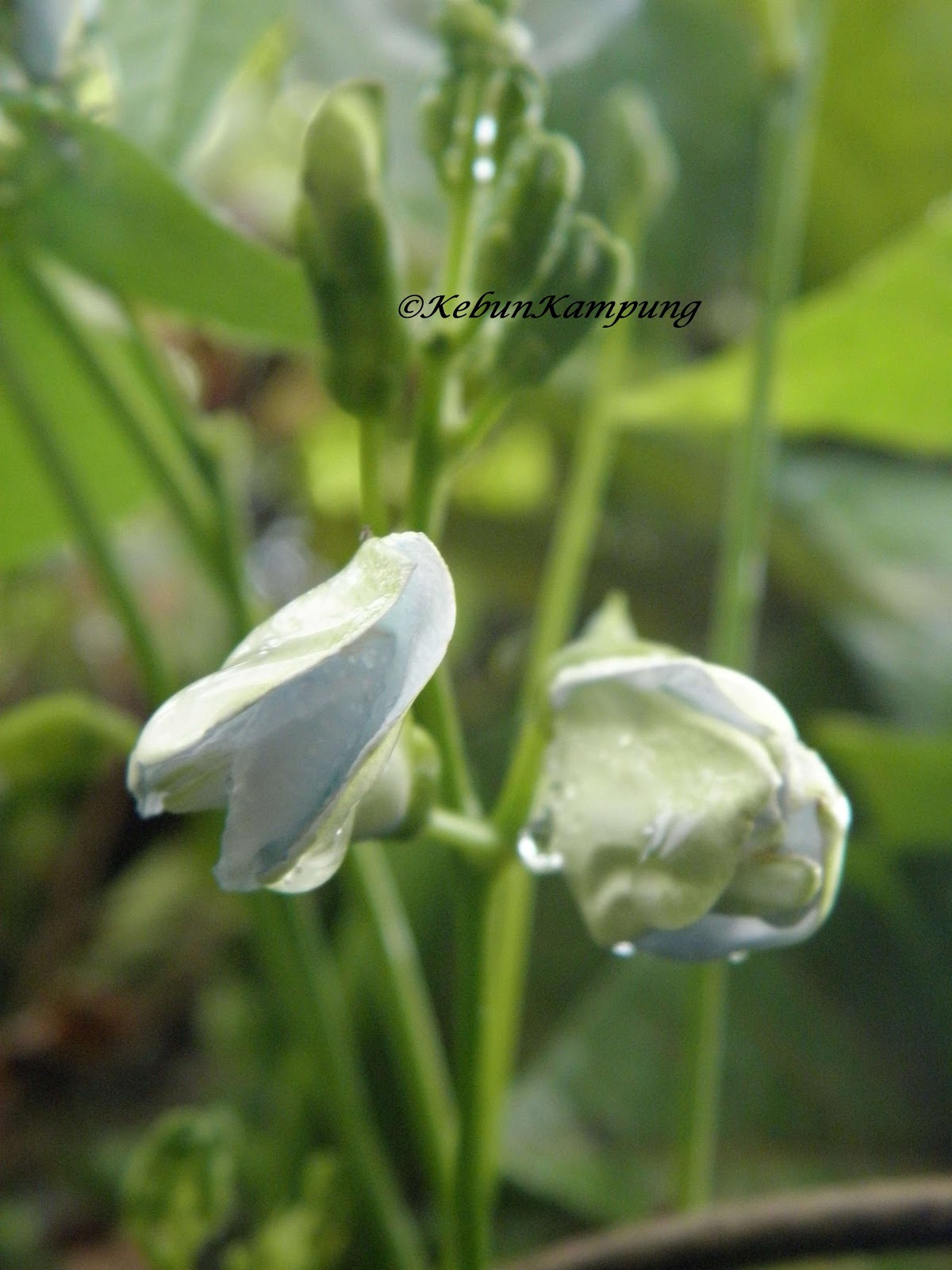 perkembangan kacang kelisa
