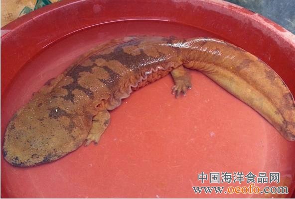 Chuột Nhắt: Giải mã quái thú lạ ở Vĩnh Phúc là cá nghê oa oa ngư (kỳ ...