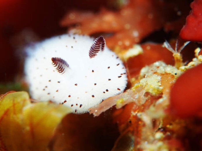 White Wolf : Sea Bunnies: Japan Is Going Crazy About These Furry Sea Slugs