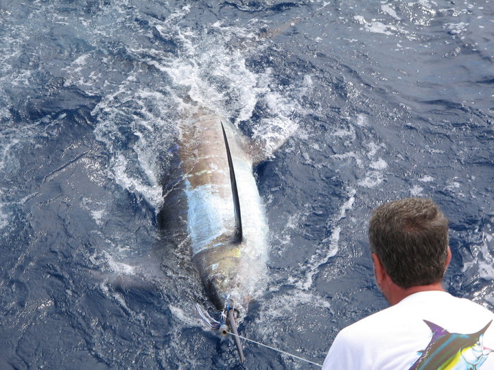 PESCA EN ECUADOR: PESCA DEPORTIVA EN GALAPAGOS