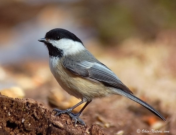 Mary Kunz Goldman: My little chickadee