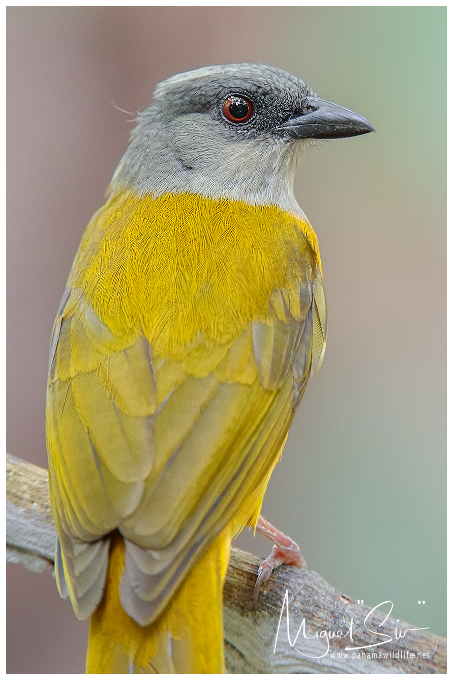 Photographing birds at an army-ant swarm
