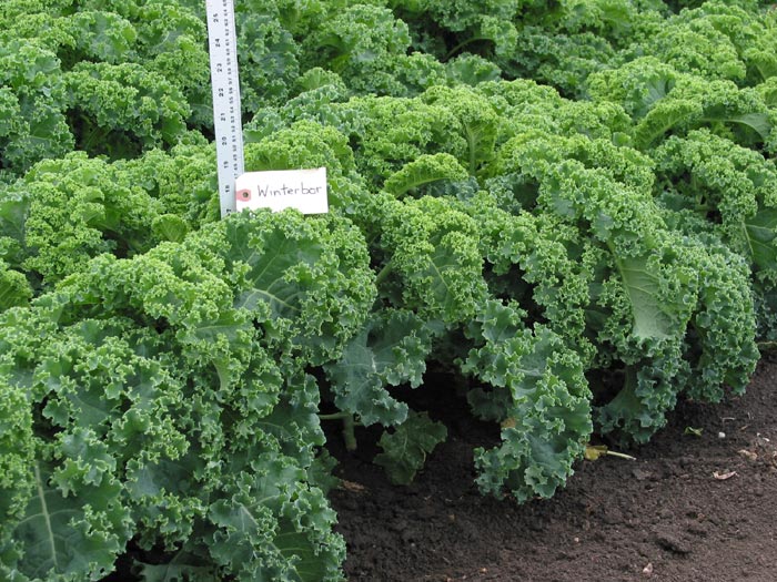 Calso Cooks from the Sustainable Larder: Sowing and Growing