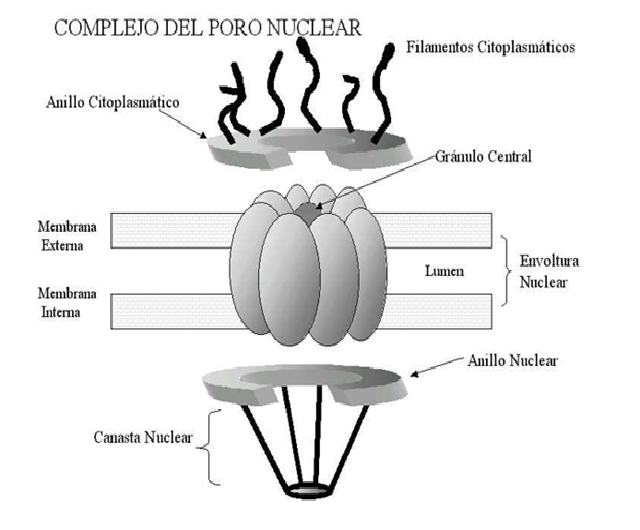 ÉRIKA MODA: NÚCLEO