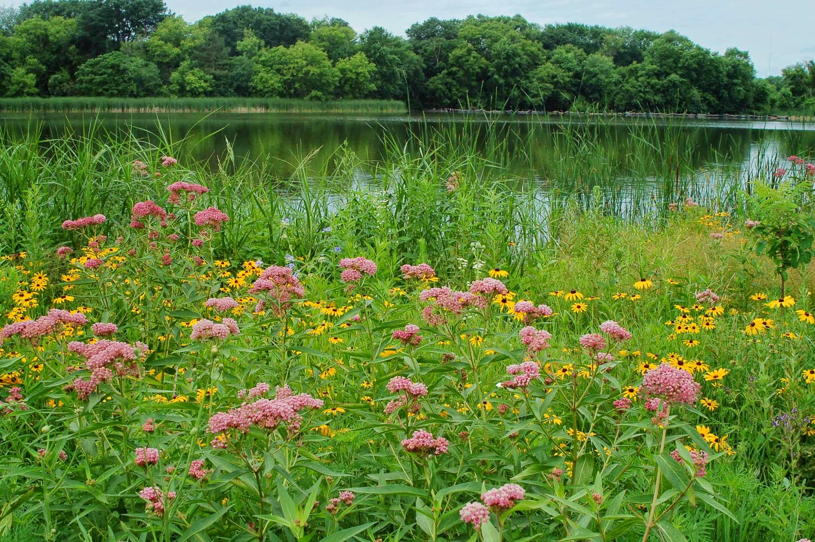 The Ripple Effect: Spotlight on the Casey Lake Neighborhood Rain Garden ...