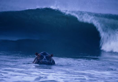 bensozia: The Surfing Hippos of Gabon's Loango National Park